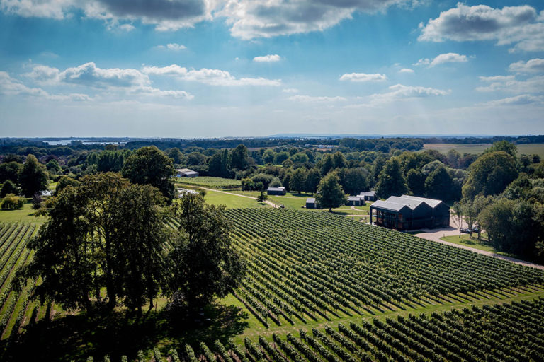 Kingley Vale, the Trundle and Ashling Park Vineyard Tour - Southern ...